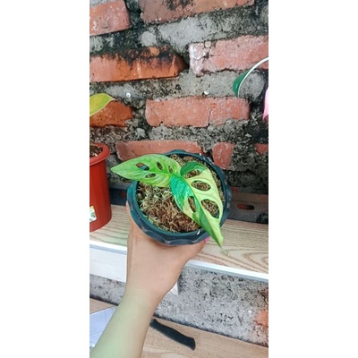 Jual monstera janda bolong variegata realpick | Shopee Indonesia