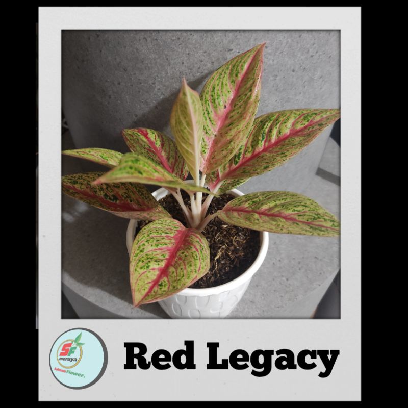 Jual Aglaonema Red Legacy | Shopee Indonesia
