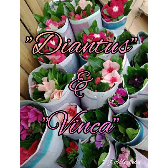 Jual PAKET 8 WARNA TANAMAN HIAS BUNGA ( DIANTUS - VINCA ) | Shopee ...