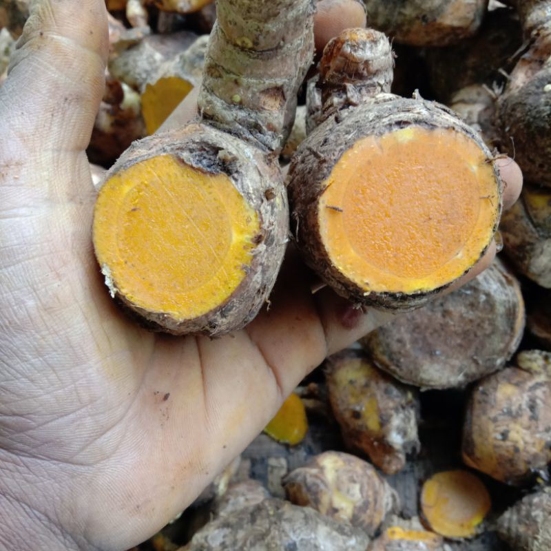 Jual Temulawak Segar Fresh 500 gr | Shopee Indonesia