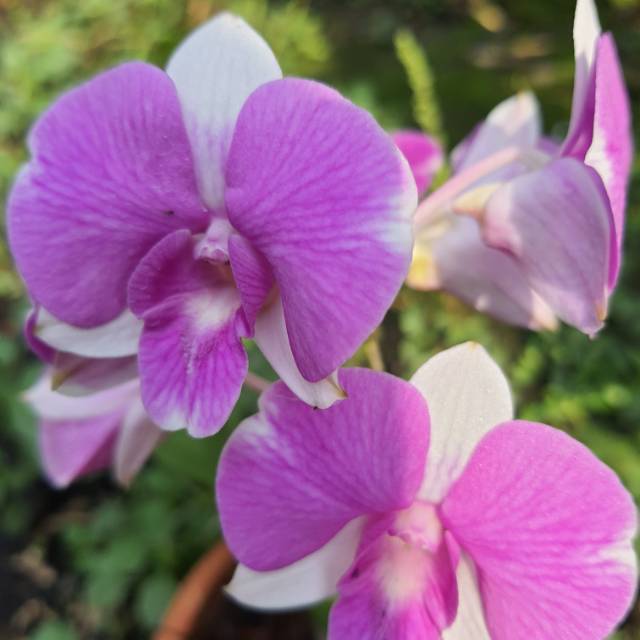 Jual Dendrobium mini | Shopee Indonesia