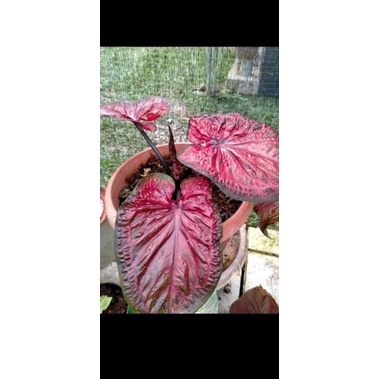 Jual CALADIUM THAI MONSTER | Shopee Indonesia