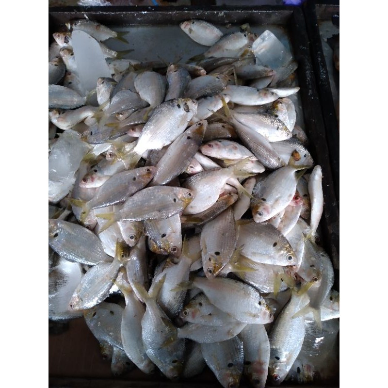 Jual Ikan Selangat / Ikan Kuasi / Ikan Kebasi | Shopee Indonesia
