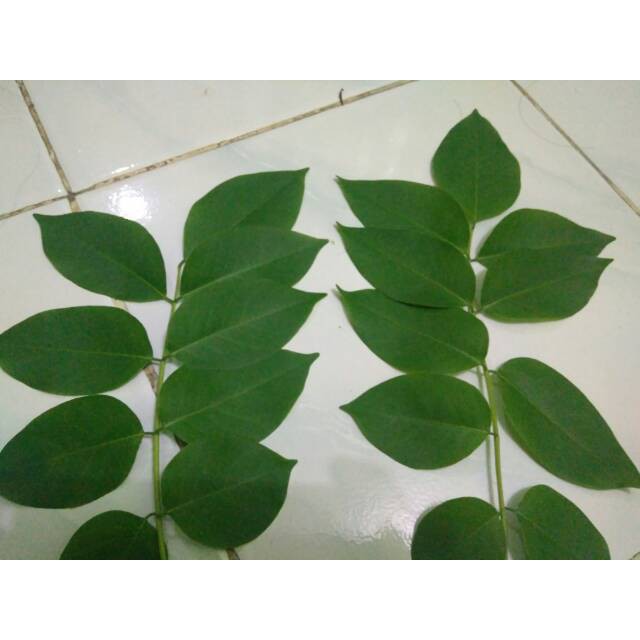 Jual DAUN HUJAN HUJANAN ATAU KIHUJAN KI HUJAN HERBAL | Shopee Indonesia
