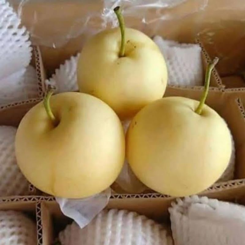 Jual Buah Pear/Pir Century Import, free safety packing | Shopee Indonesia