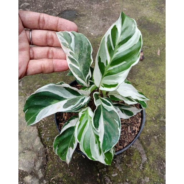 Jual tanaman calathea white fussion / kalatea tisu pohon calathea tissu ...