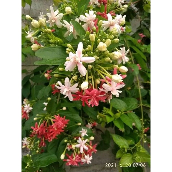 Jual batang stek /ranting stek,, belum berakar,melati belanda bunga ...