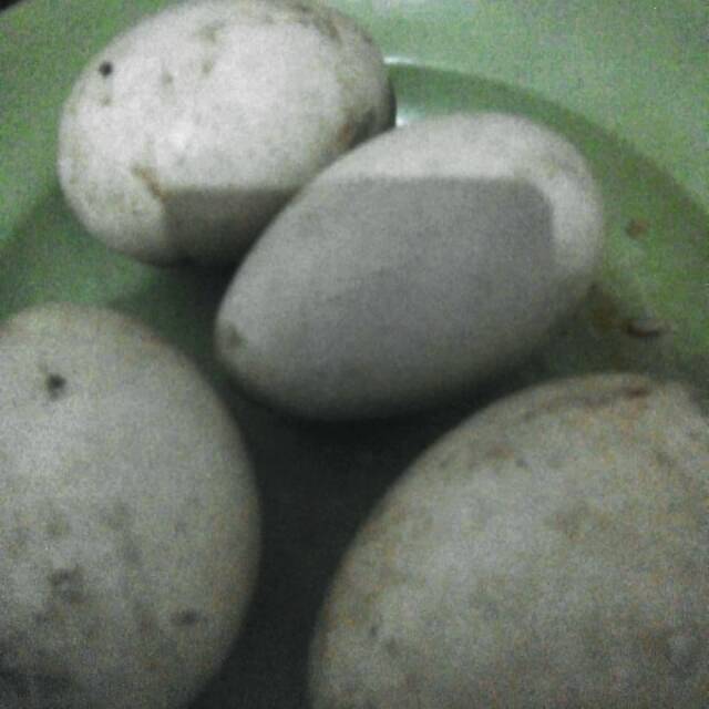 Jual TELUR ANGSA/TELUR SOANG CALANG TEMBUHUK TEMBEAN ASLI FRESH FERTIL ...
