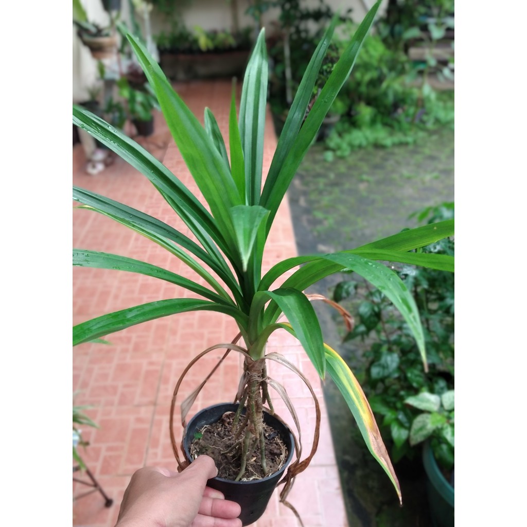 Jual pandan wangi mini | Shopee Indonesia