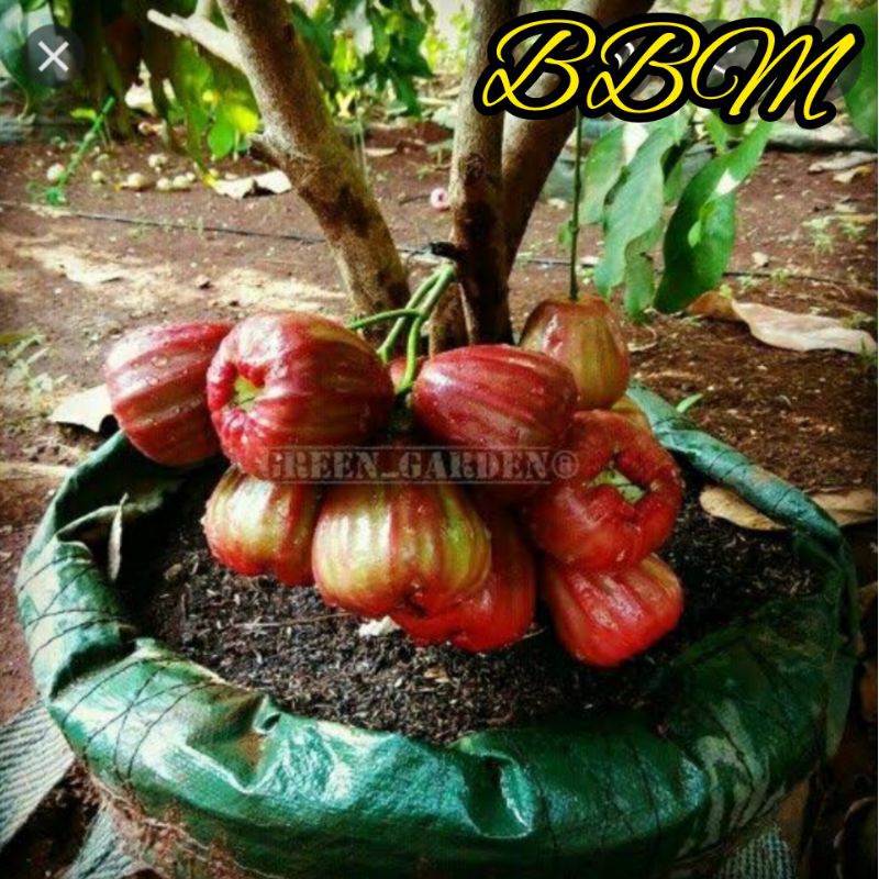 Jual BIBIT JAMBU AIR CITRA MERAH OKULASI SAMBUNG | Shopee Indonesia