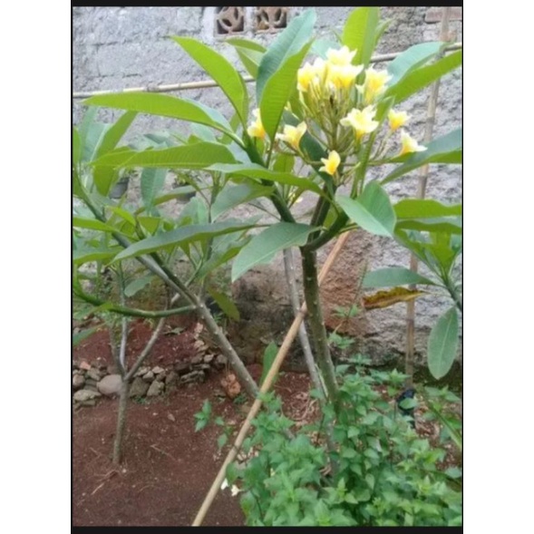 Jual Tanaman hias kamboja bali bunga kuning,pohon kamboja bunga kuning ...