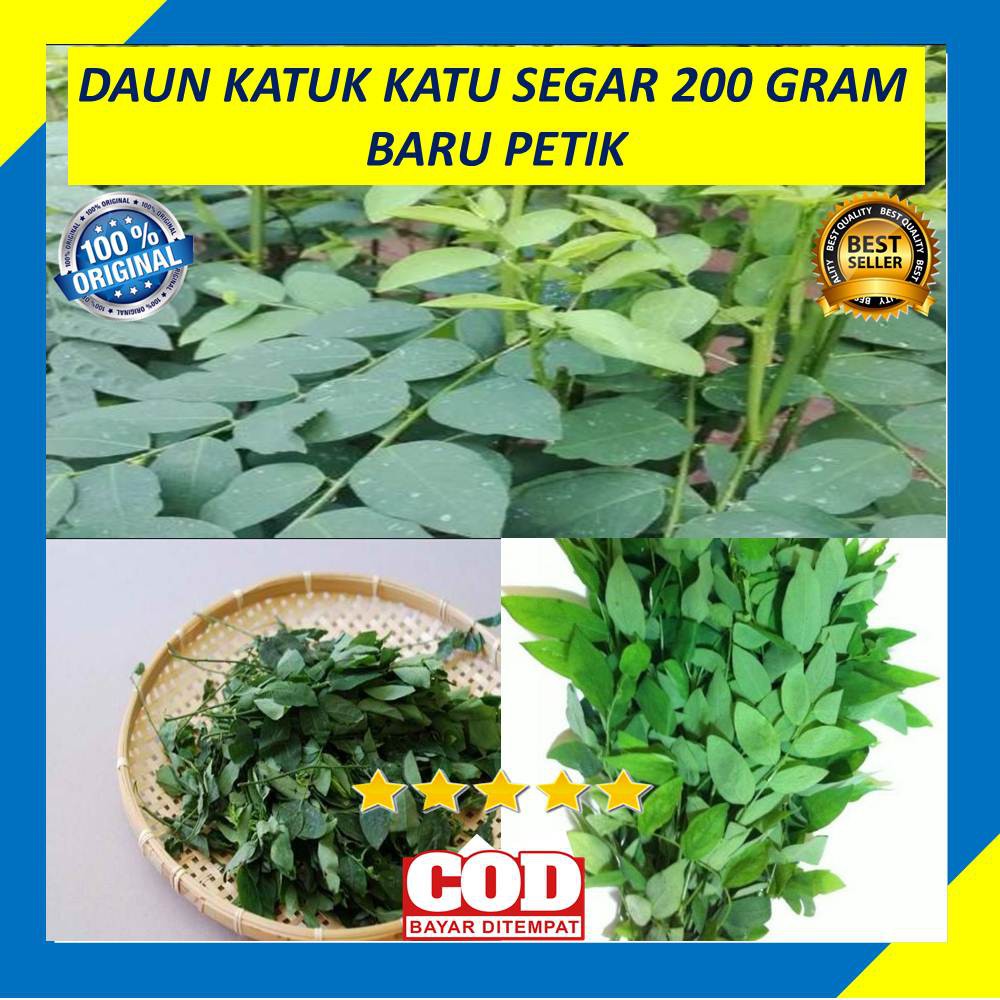Jual Daun Katuk Katu Segar 200 Gram Fresh Sayur Obat Herbal | Shopee ...