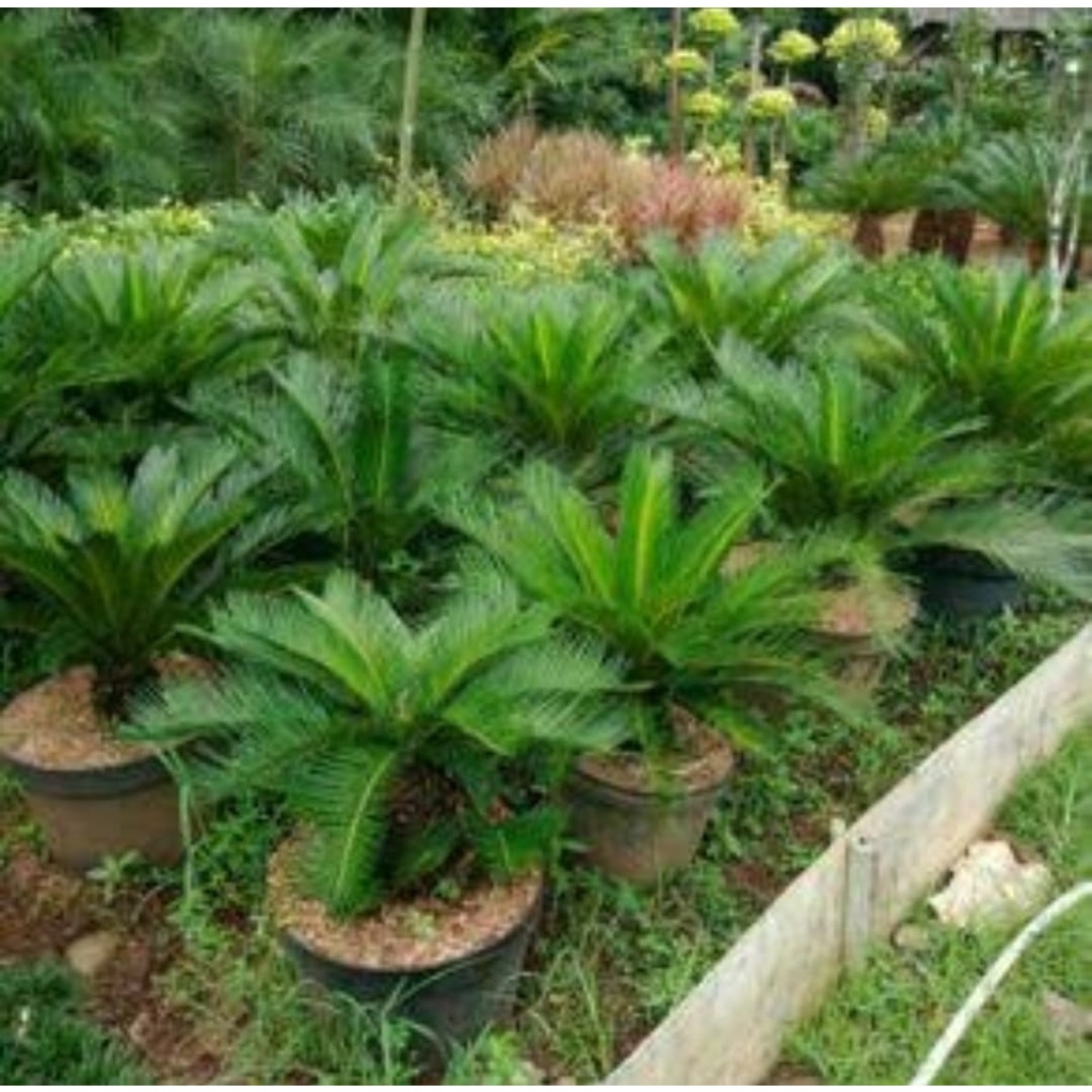 Jual BIBIT TANAMAN HIAS BUNGA MAWAR JAMBE SIKAS MURAH ASLI UNGGULAN ...