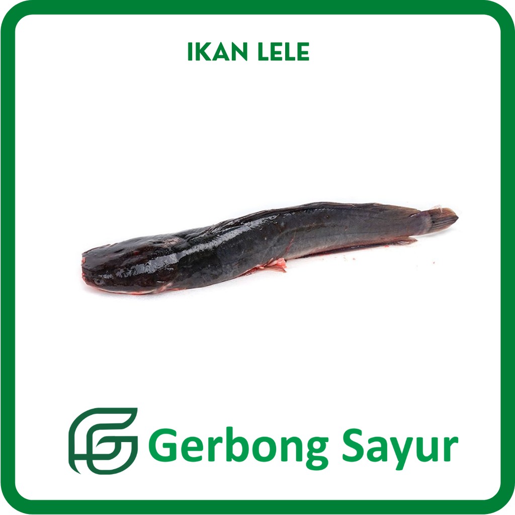 Jual Ikan Lele Segar - 500g | Shopee Indonesia