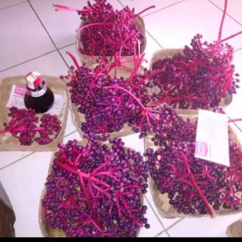 Jual Buah "SEGAR" parijoto muria PROMIL HERBAL PENYUBUR KANDUNGAN ...