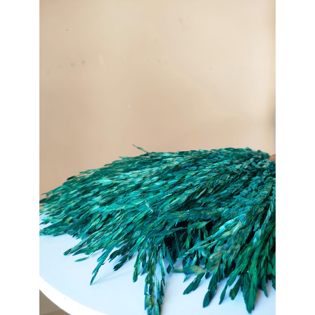 Jual FG-10 Tangkai Padi Kering Warna Hijau - Hiasan Buket Bunga Kering ...