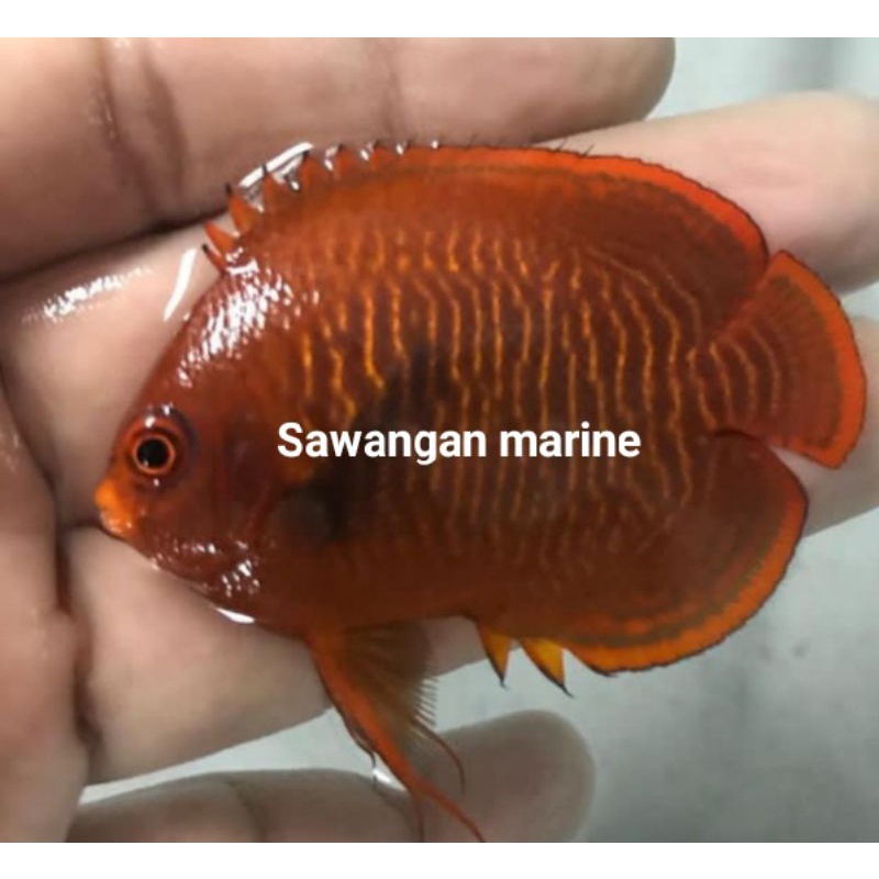 Jual Angel Maria | Maria angelfish | Shopee Indonesia