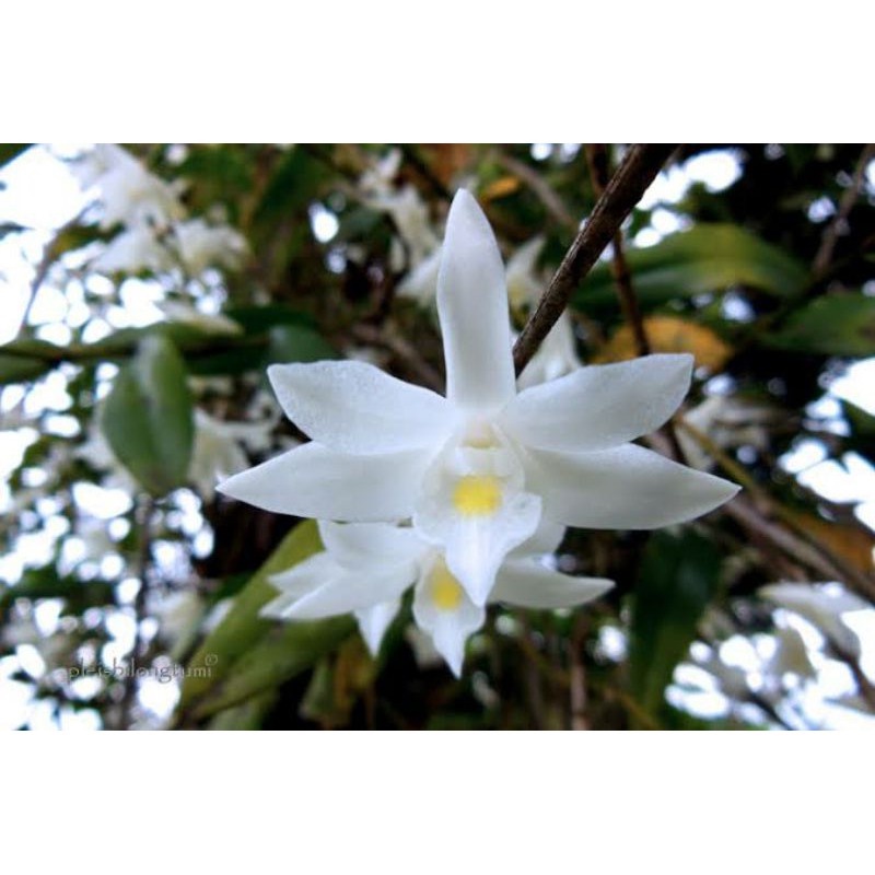 Jual Anggrek Dendrobium Merpati Perrumpun Siap Bunga | Shopee Indonesia