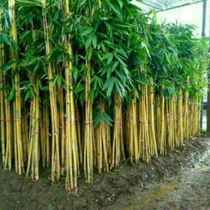 Jual BIBIT BAMBU HIAS KUNING | Shopee Indonesia