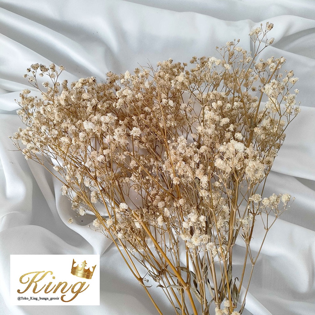 Jual Dried Flower Preserved Real Touch Premium Baby's Breath Gypsophila ...