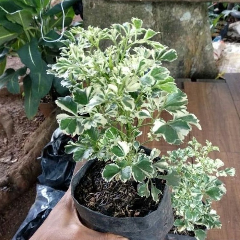 Jual Andong Laut Varigata / Tanaman Hidup Andong Laut Mini / Bunga Hias ...