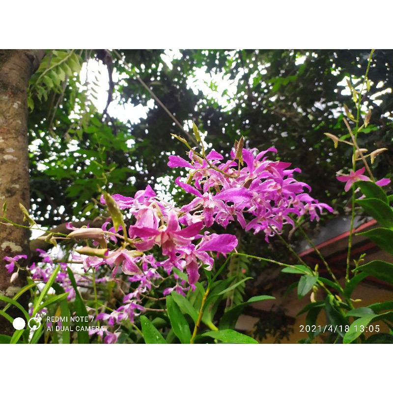 Jual Dendrobium superbien paling rajin berbunga | Shopee Indonesia