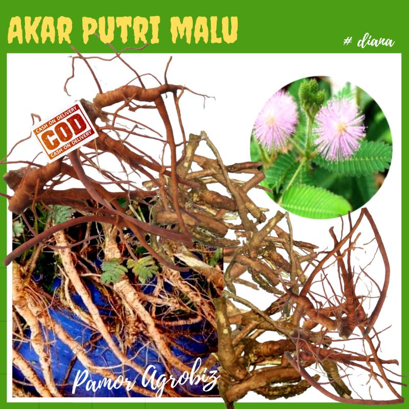 Jual Akar Putri Malu Segar, Herbal Alami Langsung Ambil dari Kebun ...