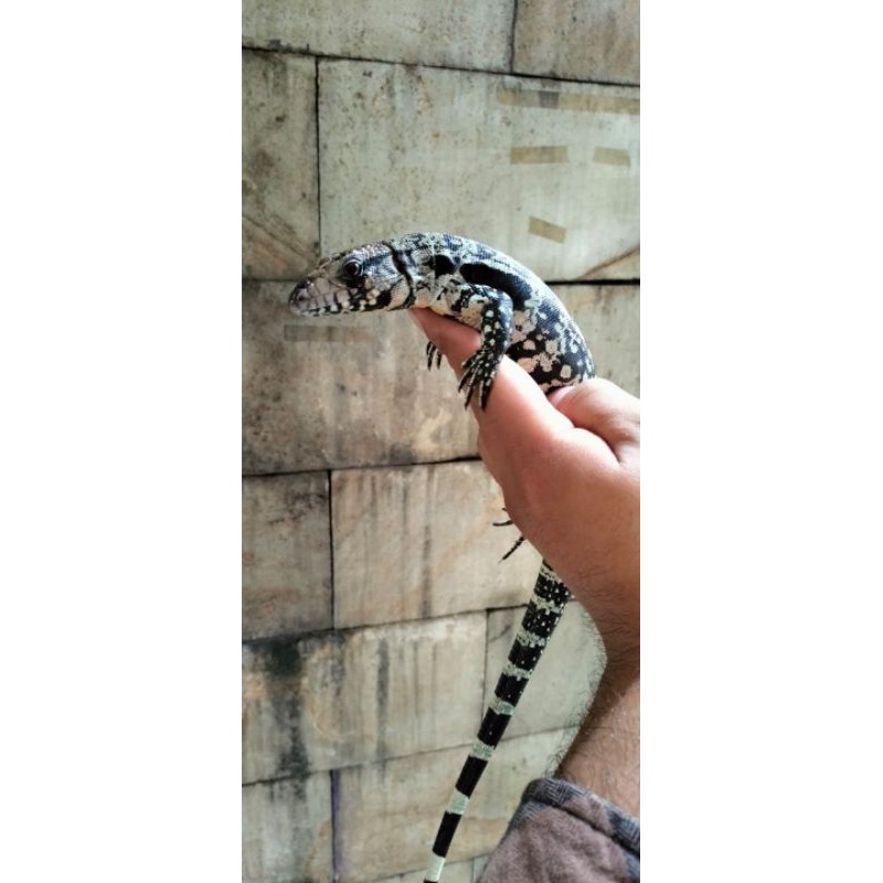 Jual blue tegu | Shopee Indonesia