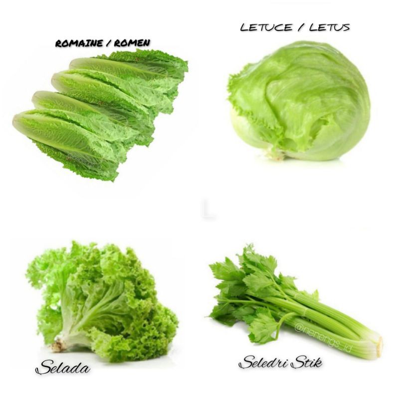 Jual [PASAR ONLINE] Romen / Romaine || Letuce / Letus || Seledri Stik ...
