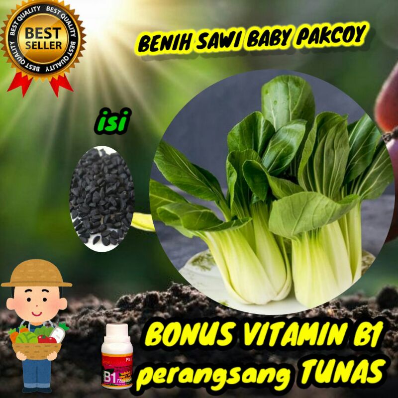 Jual benih sawi baby pakcoy super unggul | Shopee Indonesia