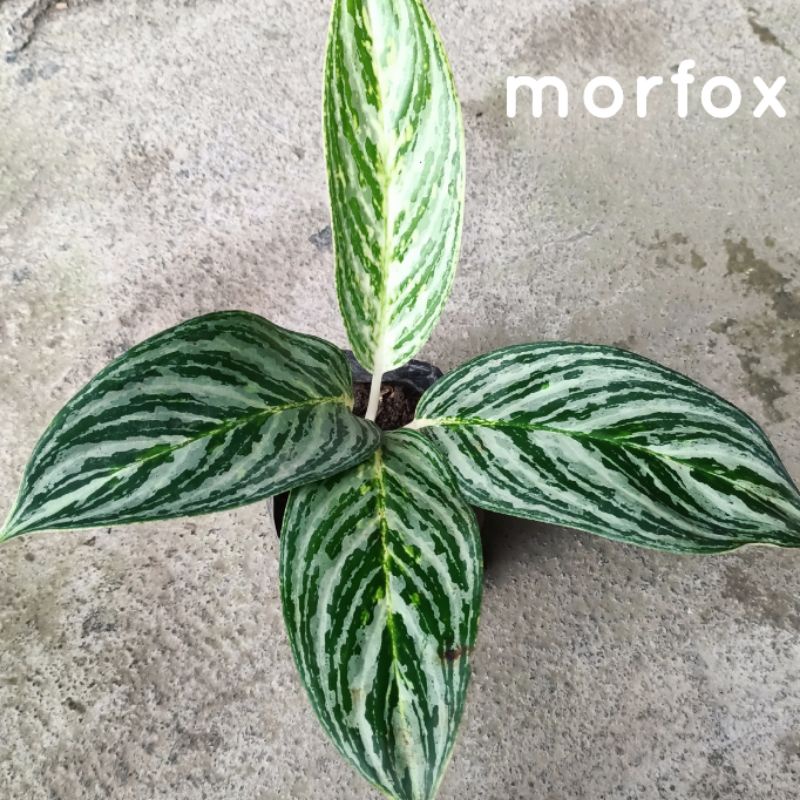 Jual Aglonema Morfox / aglonema zebra | Shopee Indonesia