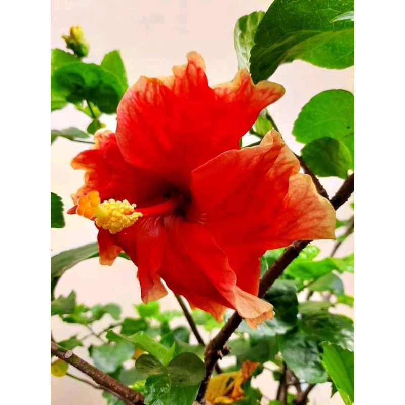 Jual Tanaman hias pohon kembang sepatu bunga orange / pohon kembang ...