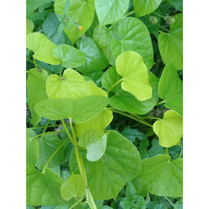 Jual daun brotowali,patrawali segar per 20 lembar | Shopee Indonesia