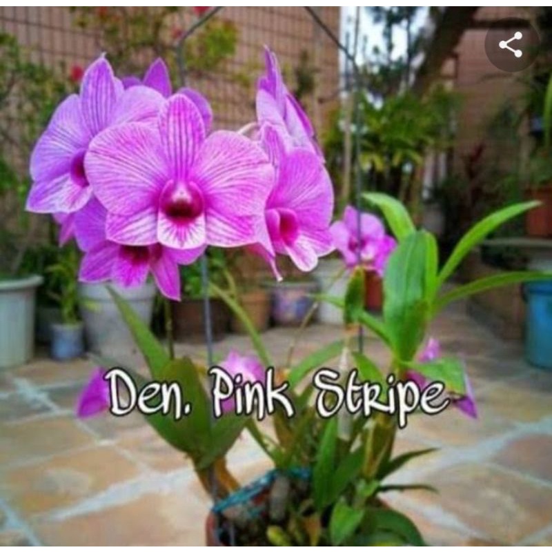 Jual anggrek dendrobium mini spike | Shopee Indonesia