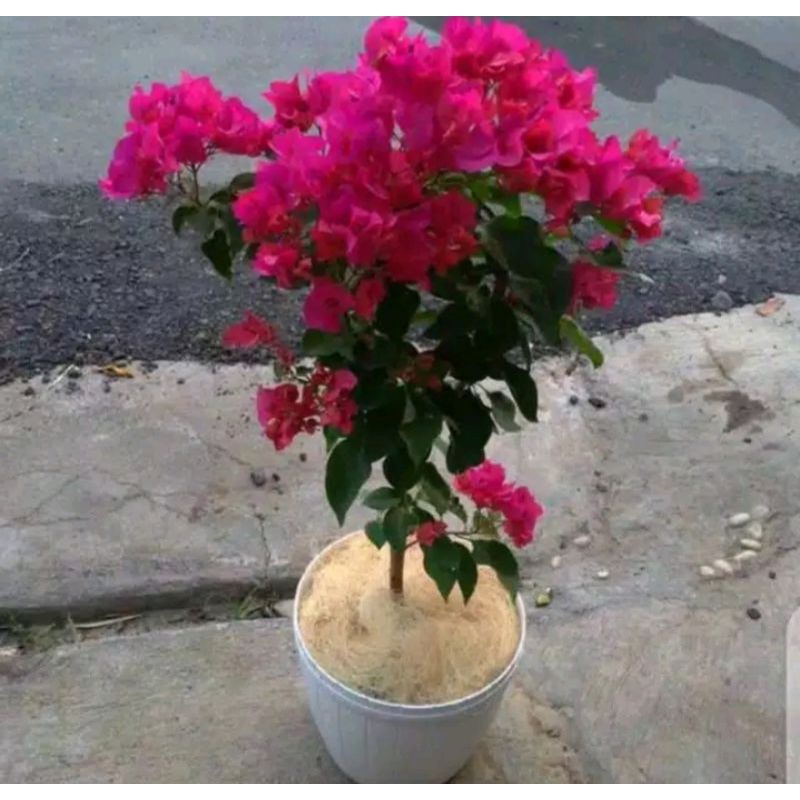 Jual TANAMAN HIAS BUGENVIL BUNGA KERTAS//MERAH FANTA | Shopee Indonesia