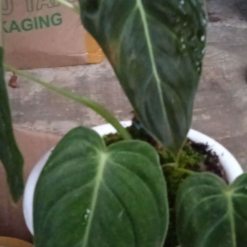 Jual TANAMAN tanaman hias melano | Shopee Indonesia