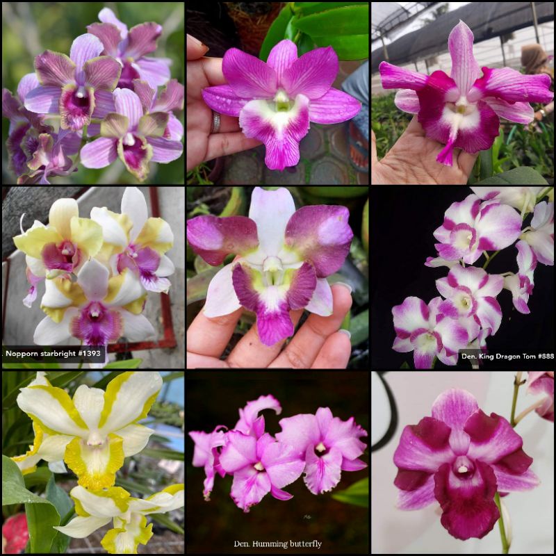 Jual Dendrobium King Dragon 9 ID | bebas pilih warna kondisi dewasa ...