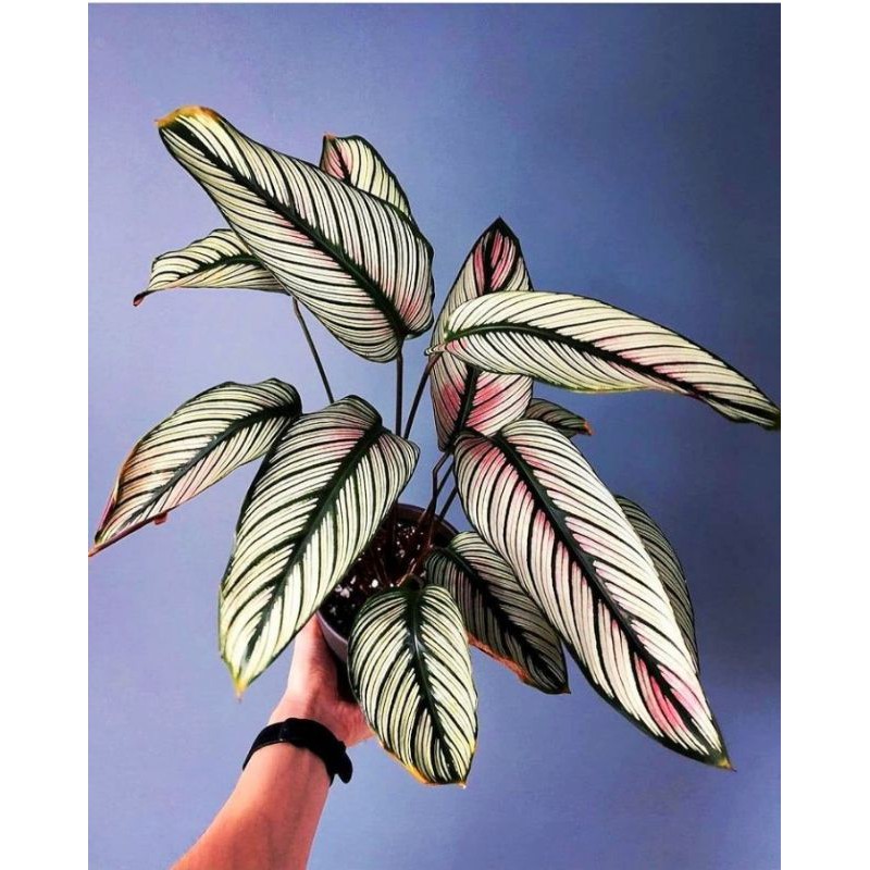 Jual tanaman hias Calathea white star/calatea majestic pot bunga ...