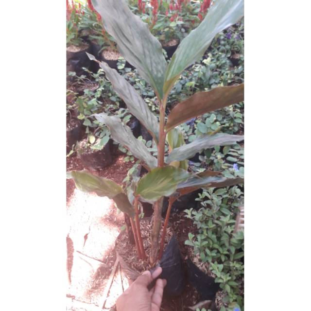 Jual Tanaman Herbal Kecombrang Merah - Pohon Honje Merah - Bibit ...