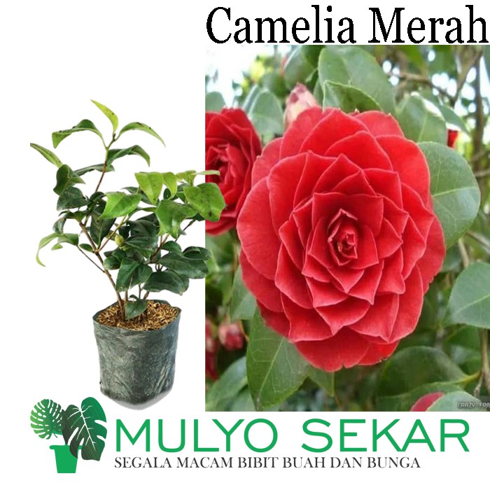 Jual tanaman Bunga Camelia merah - bibit tanaman hidup - bibit tanaman ...