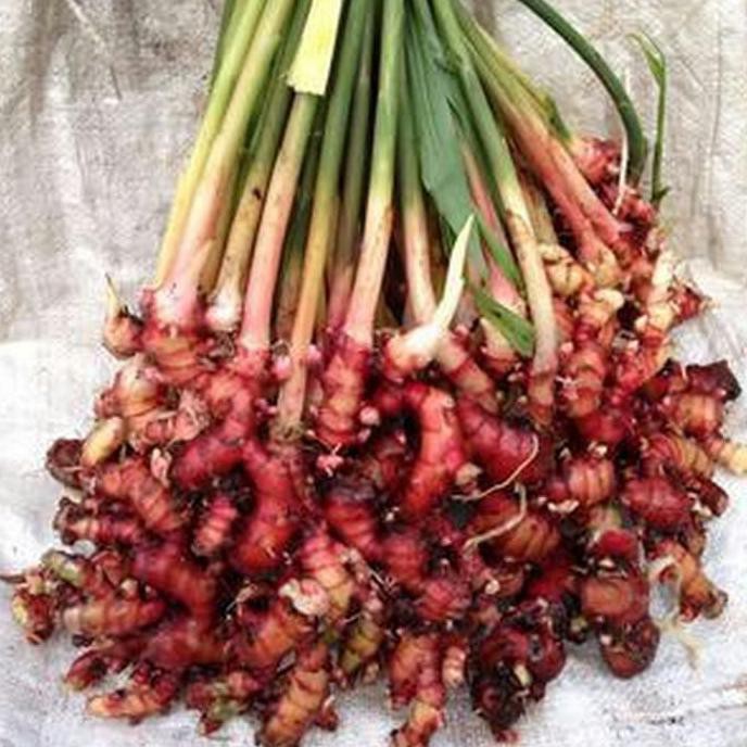 Jual Kw A Bibit Tanaman Jahe Merah/Zingibar Officinale Bar Rubrum ...