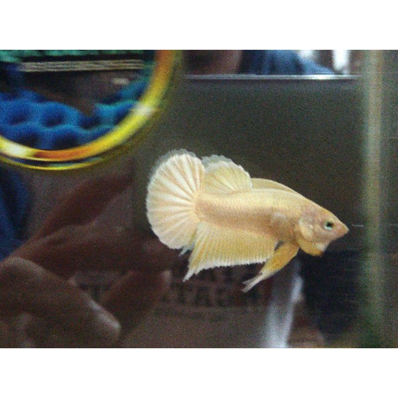 Jual ikan cupang Super GOLD | Shopee Indonesia