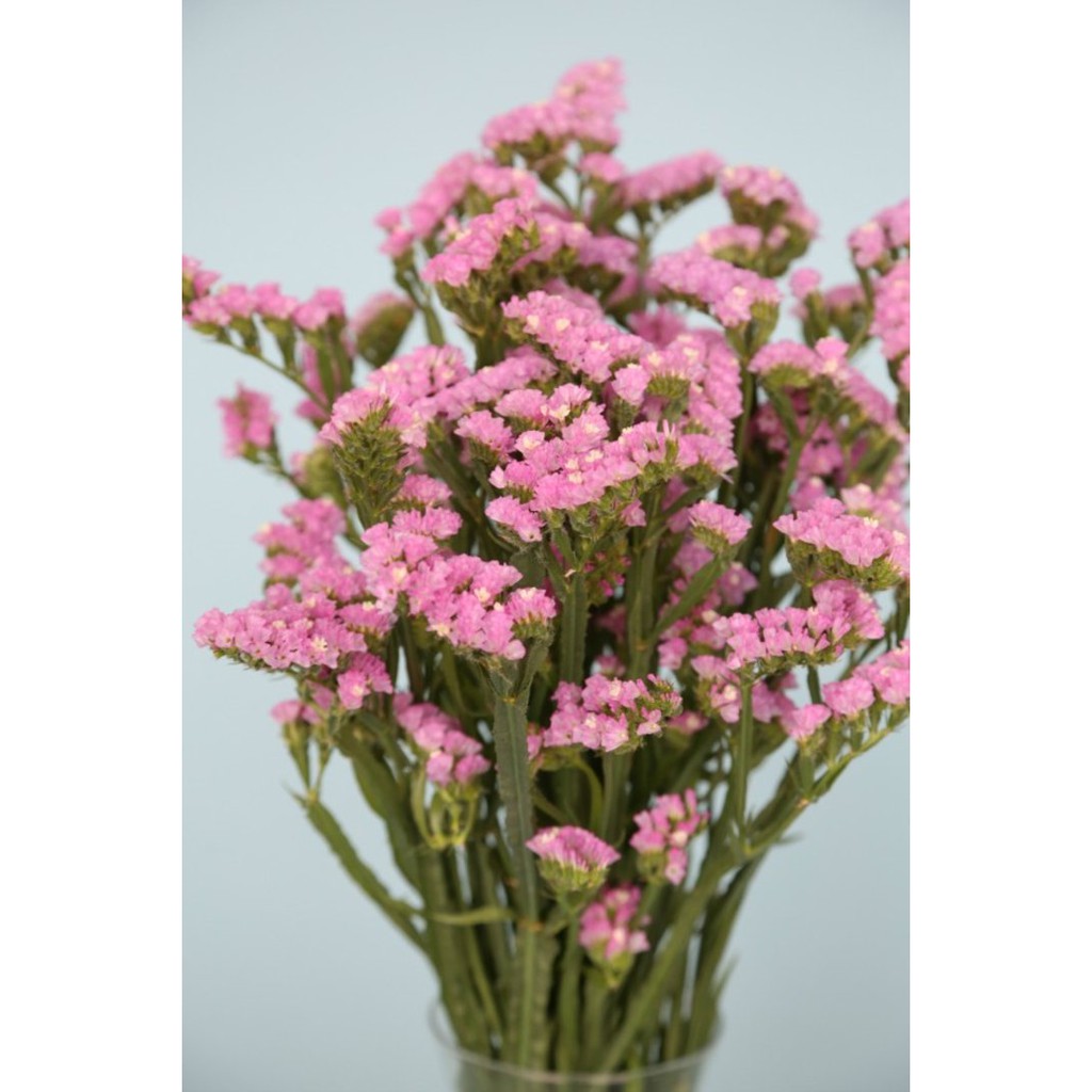 Jual Jual Statice Pink import china | Shopee Indonesia