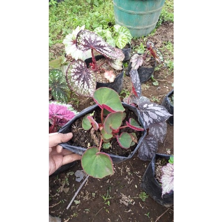 Jual begonia karpet, begonia mangkok , begonia murah, begonia rimbun ...