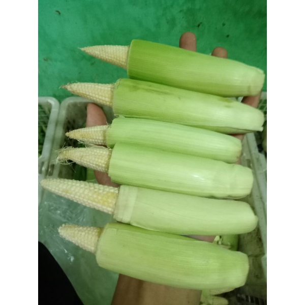 Jual Jagung Muda / Putren 500 gram | Shopee Indonesia