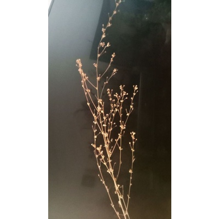Jual Bunga Kering Sidaguri Ranting Unik Rustic Cantik Elegan | Shopee ...