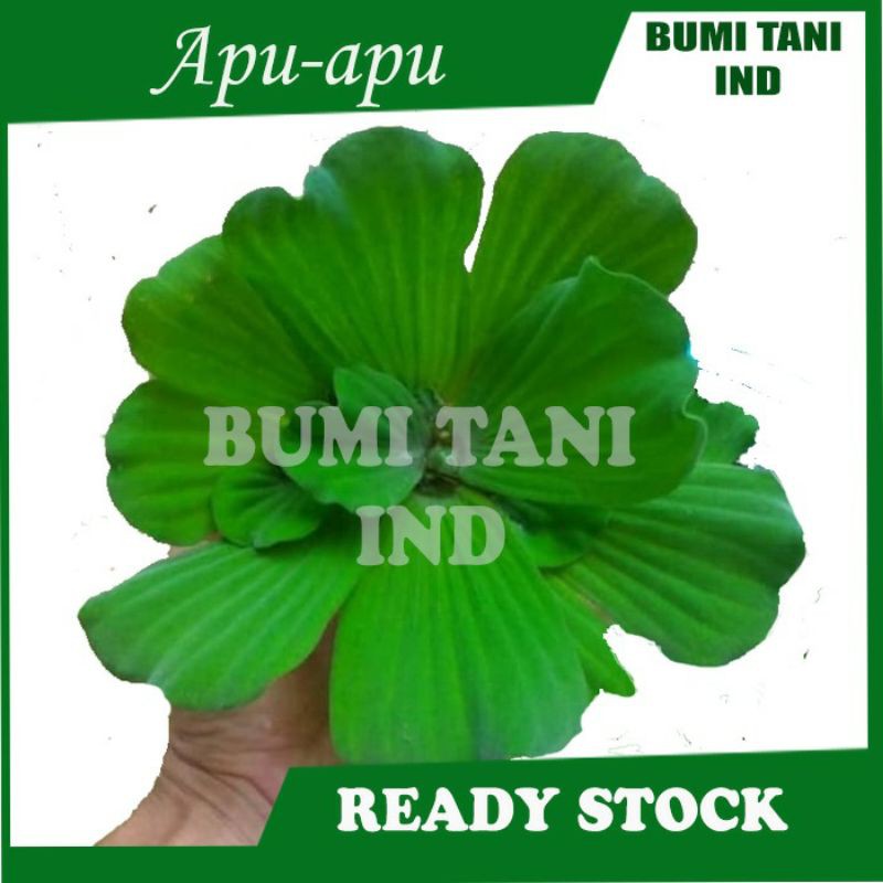 Jual Tanaman Air Apung Apu Apu Mini Kayu Apu - Apu Apu Kiapung Tanaman ...