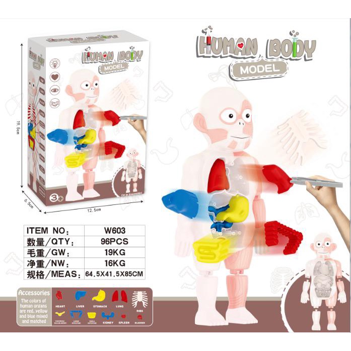 Jual Human Body Model - Mainan Edukasi Sains Anak | Shopee Indonesia