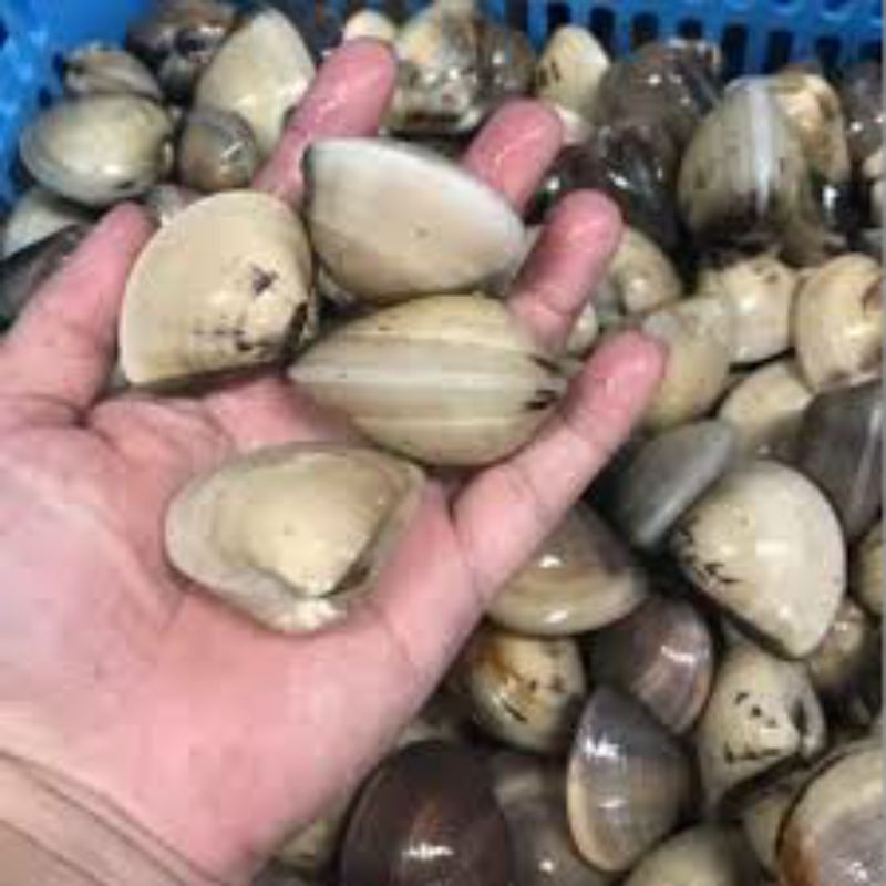Jual Kerang Kepa (kerang tahu) 1kg | Shopee Indonesia