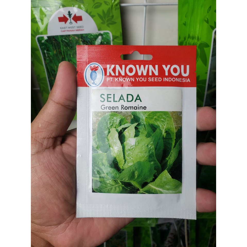 Jual BENIH BIBIT SELADA GREEN ROMAINE CAP KNOWN YOU SEED KYS ISI 5 GRAM | Shopee Indonesia
